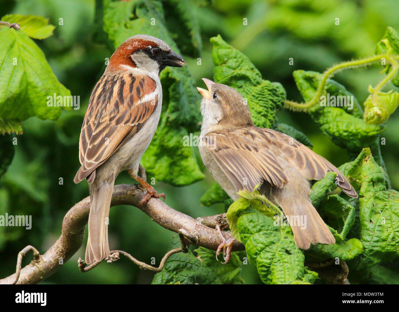 adult house sparrow feeding young uk (passer domesticus Stock Photo - Alamy