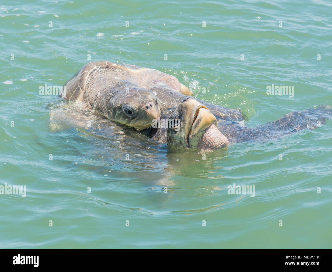 Mating turtles hi-res stock photography and images - Alamy