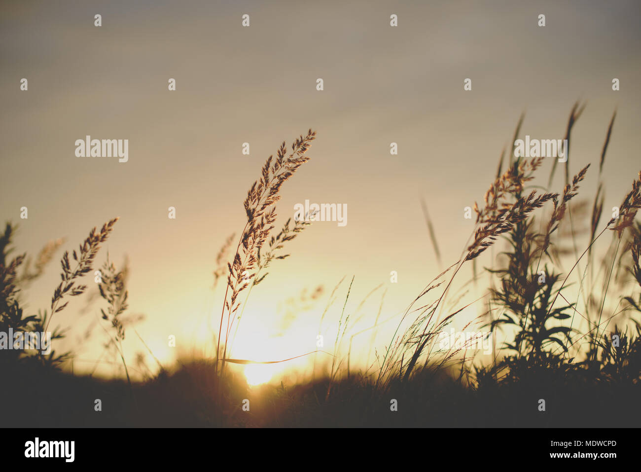Beautiful sunrise plant silhouette abstract blurred background Stock ...