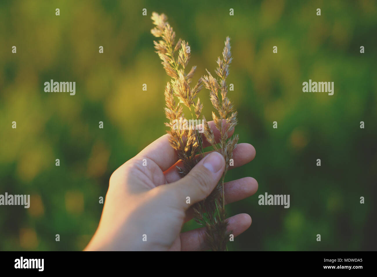 Hand holding field grass in front of blurry background view Stock Photo ...