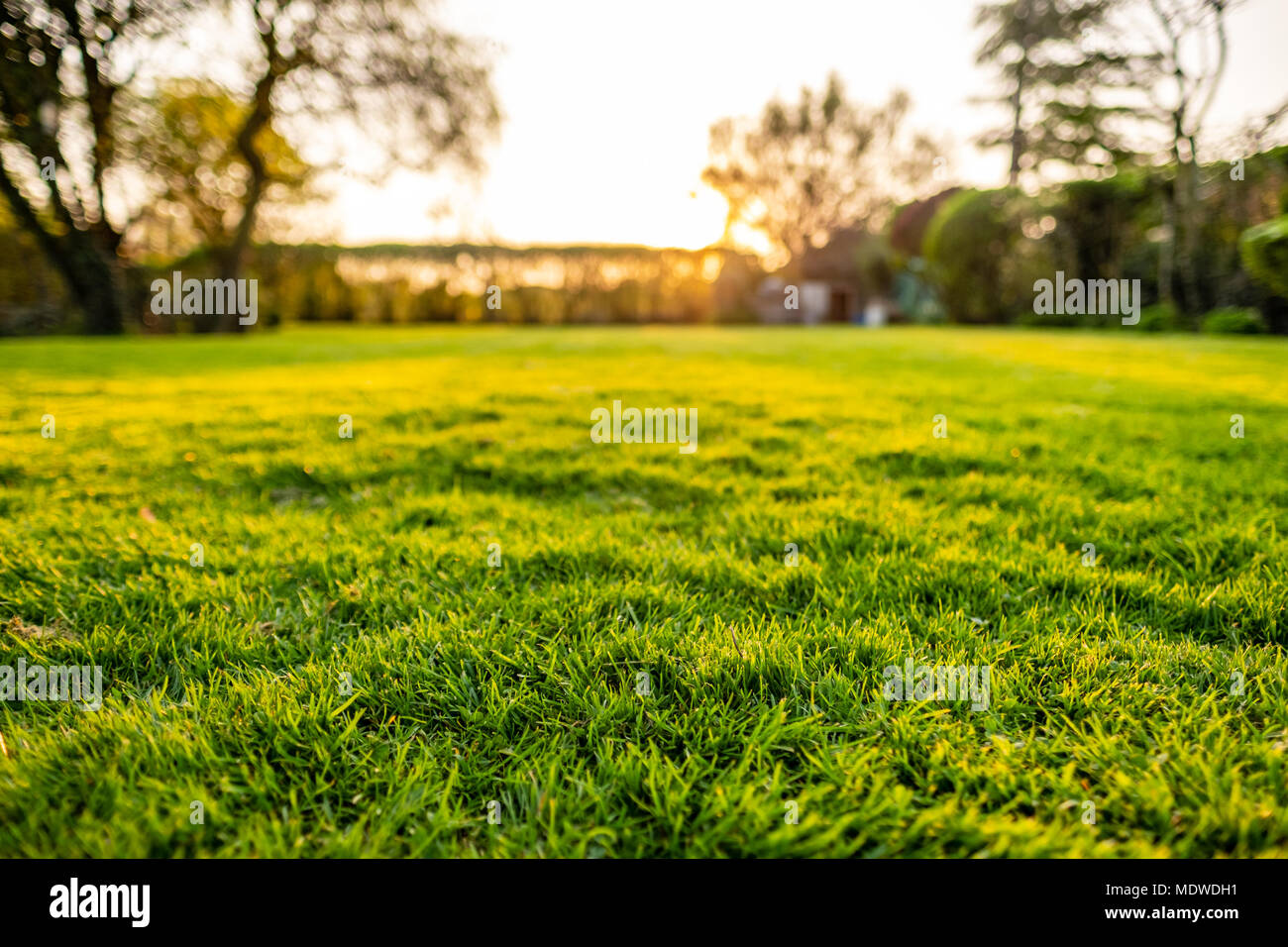 Ground level view of a well maintained and recently cut lawn seen ...
