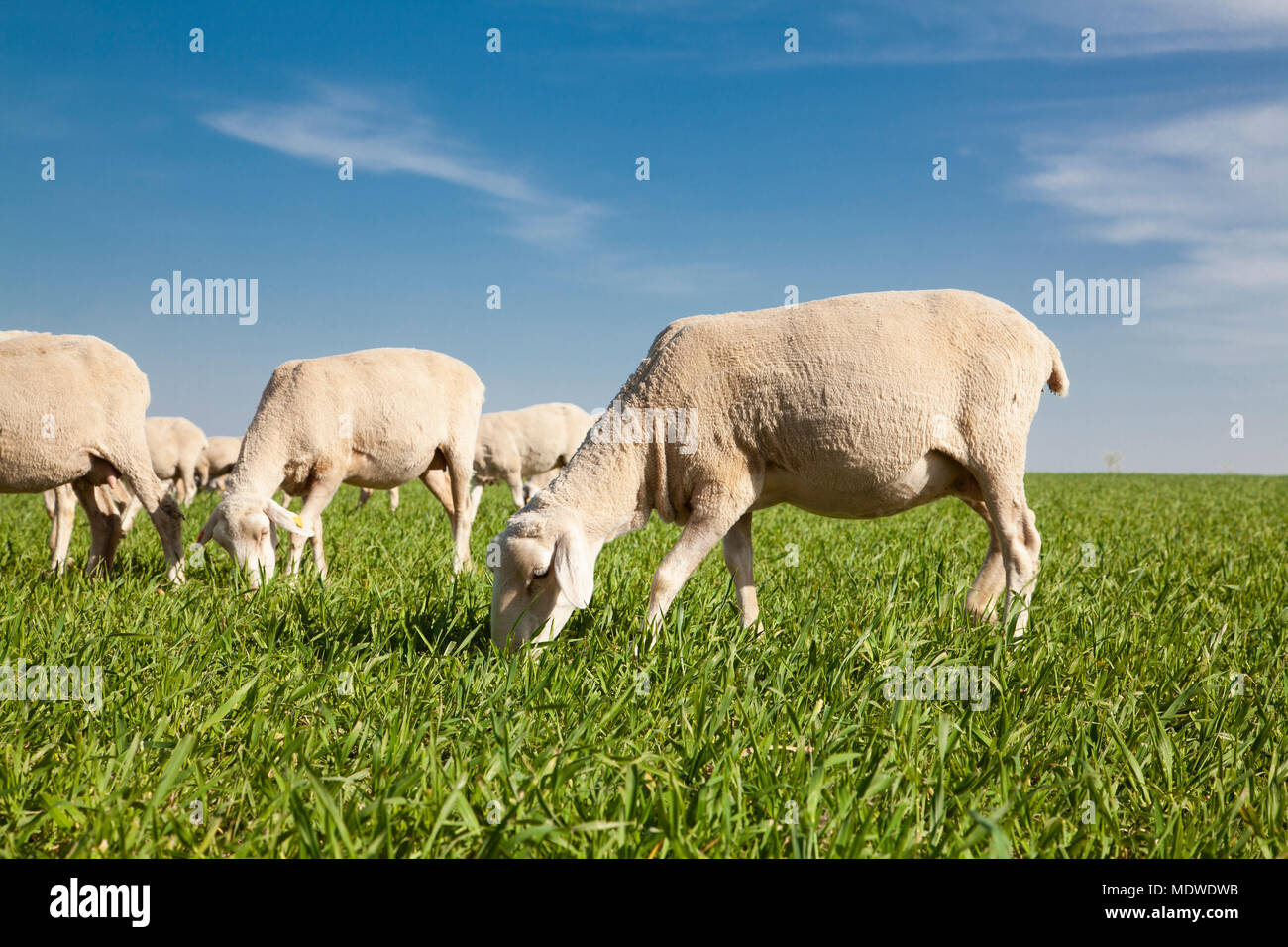 Sheep fold hi-res stock photography and images - Alamy