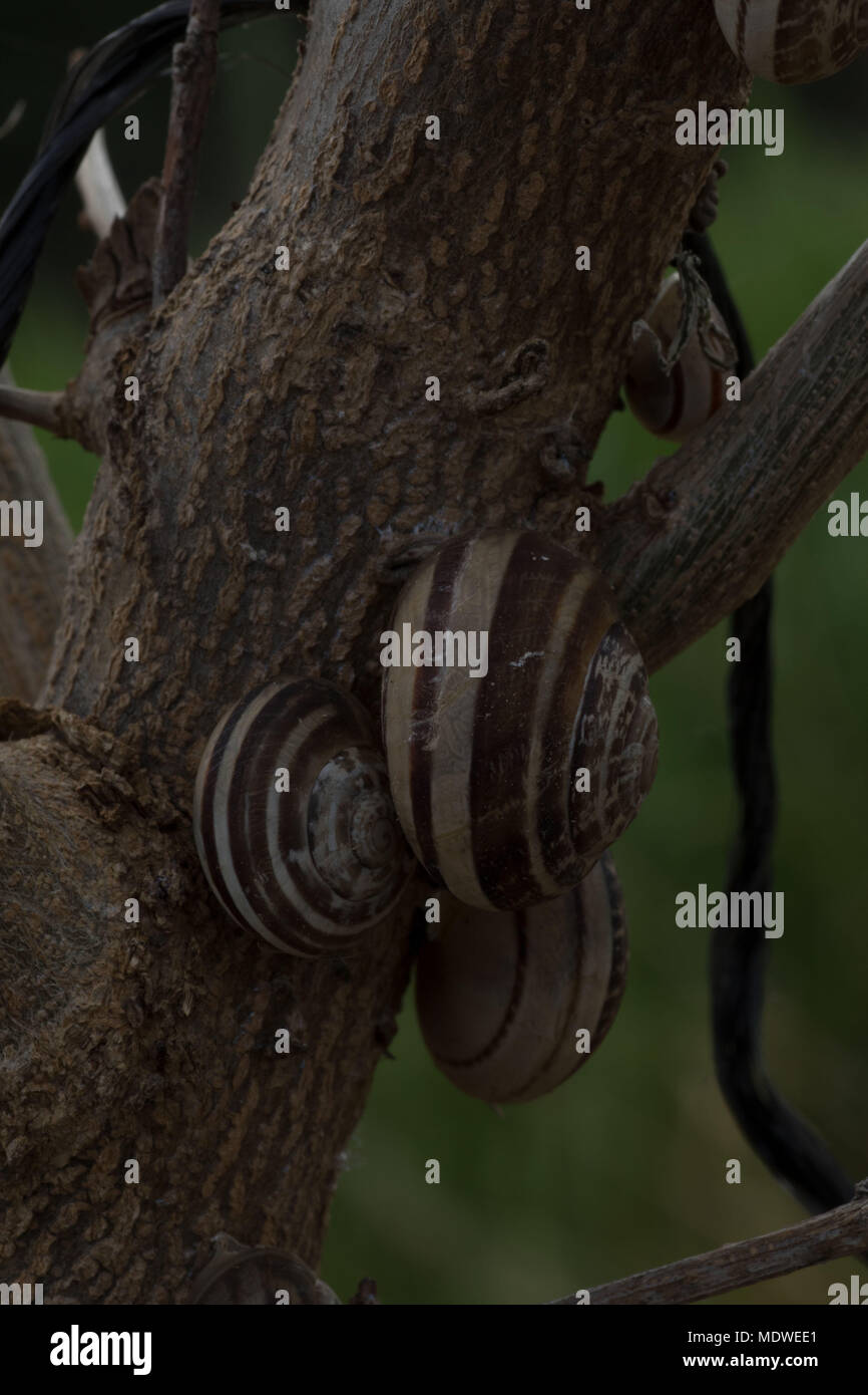 Colourful snails clustered on tree branch, Polis, Cyprus Stock Photo ...