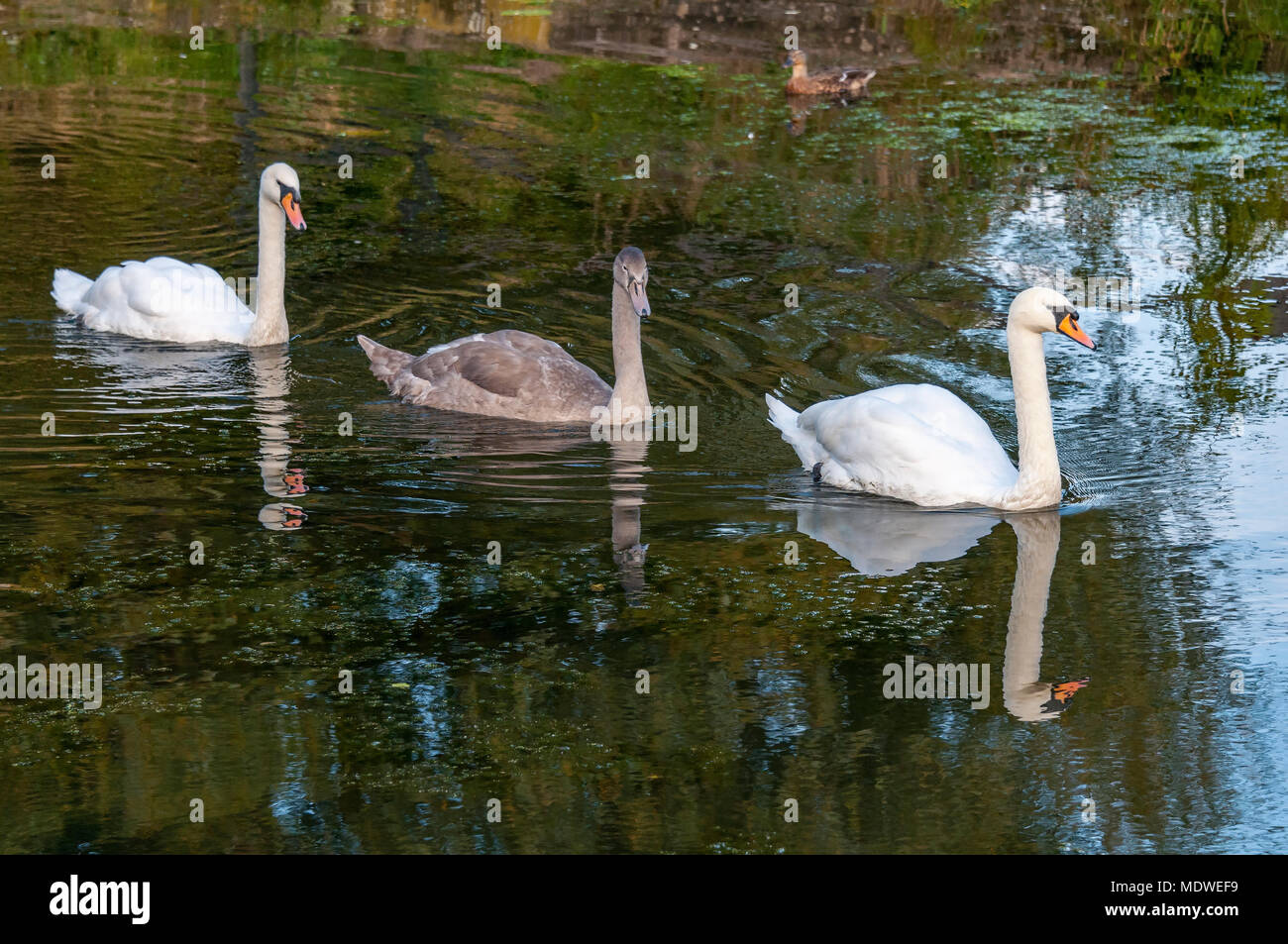 Cygnet swans hi-res stock photography and images - Alamy