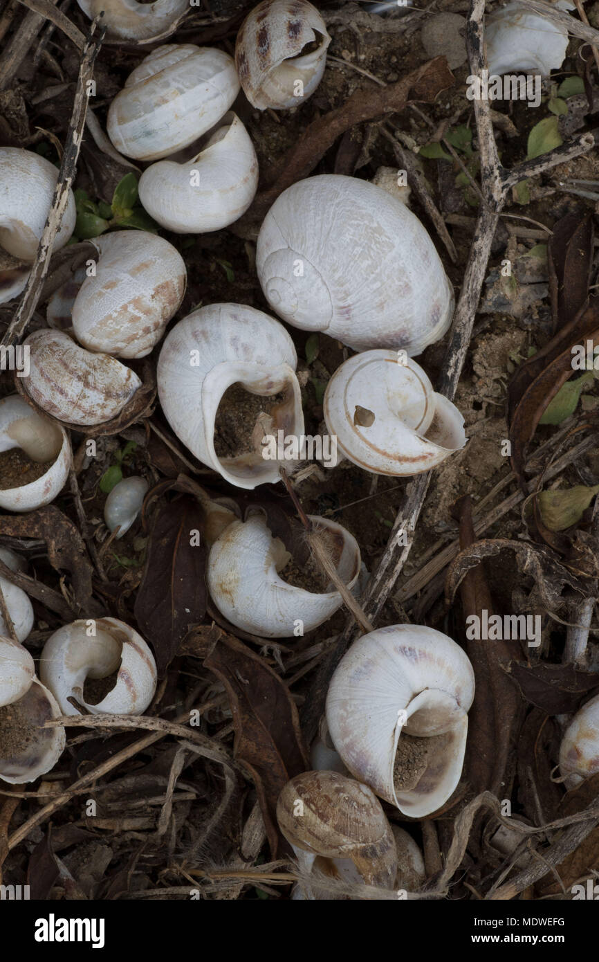 Snail pod hi-res stock photography and images - Alamy