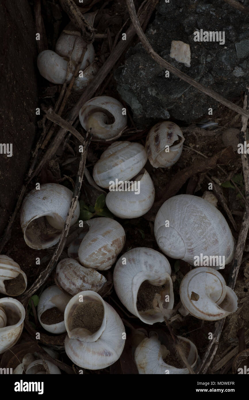 Framework of shells hi-res stock photography and images - Alamy