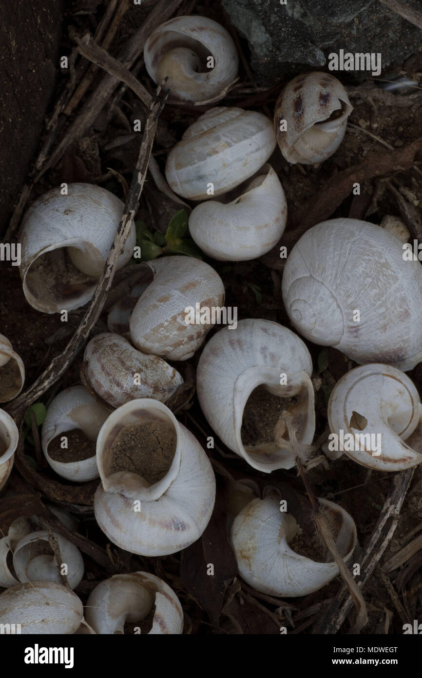 Group of cast off snail shells. Polis, Cyprus Stock Photo - Alamy