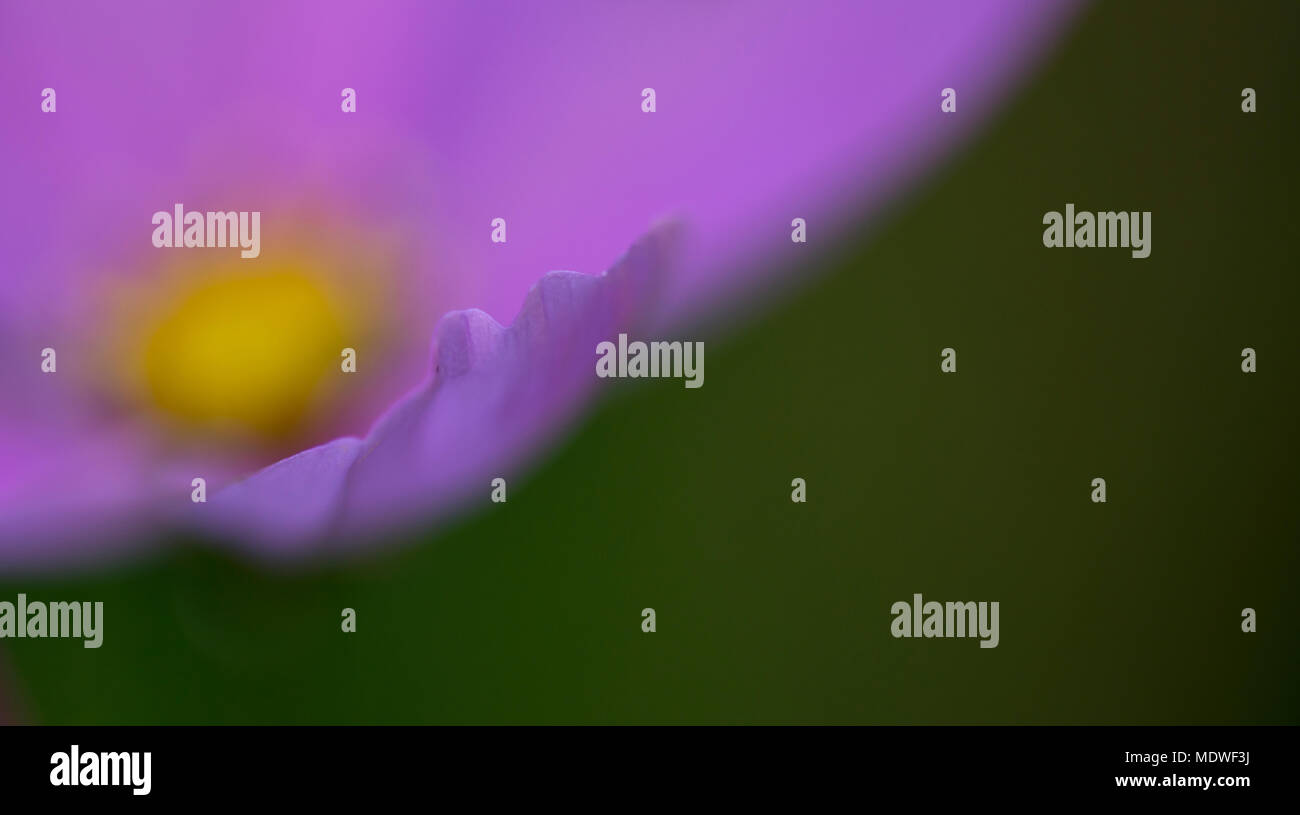 Shallow flower hi-res stock photography and images - Alamy