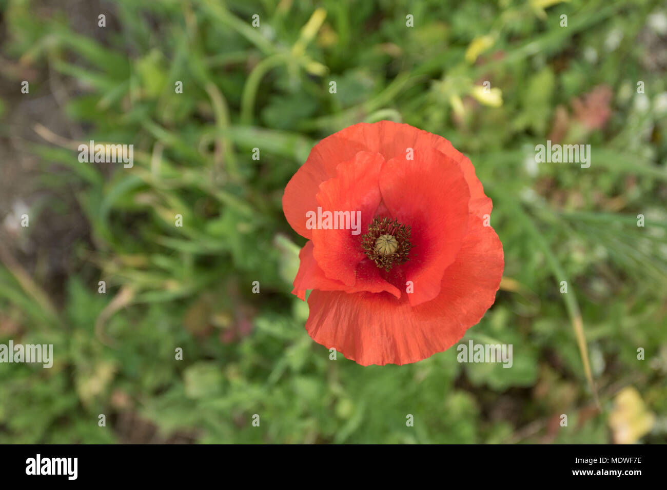 Lone red poppy flower in grassland, Polis, Cyprus Stock Photo - Alamy
