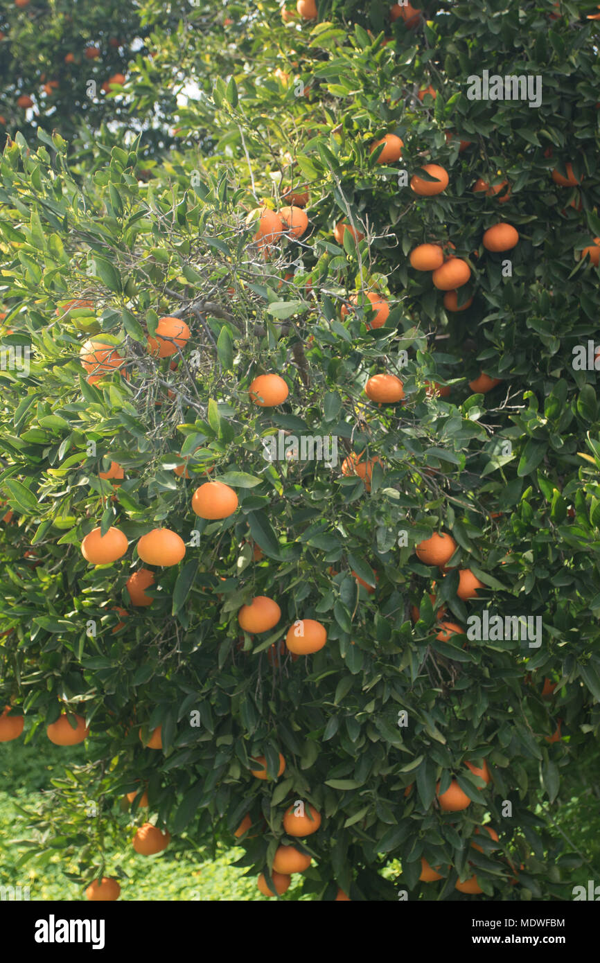 Oranges growing in abandoned orchard, Polis, Cyprus Stock Photo - Alamy
