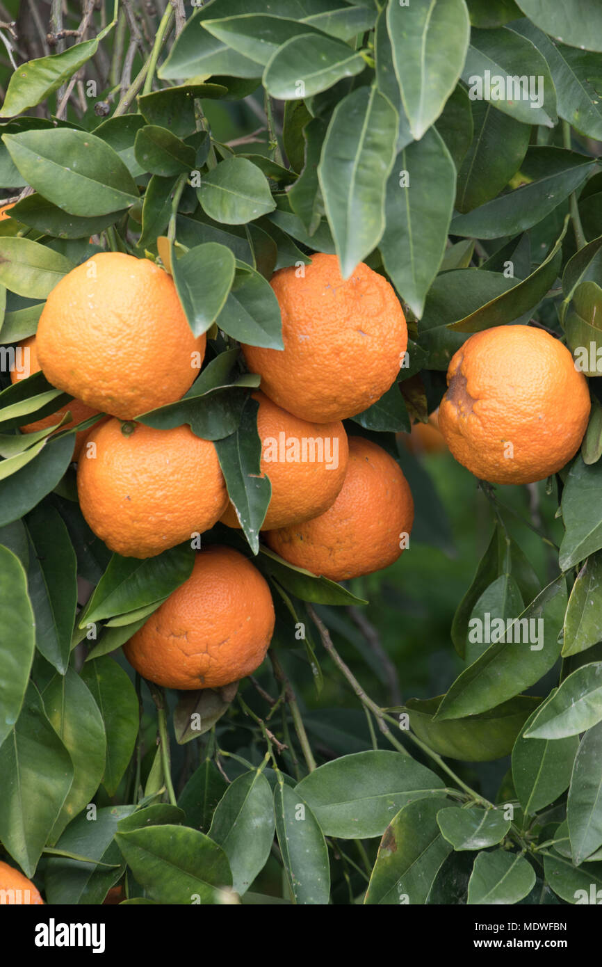 Oranges growing in abandoned orchard, Polis, Cyprus Stock Photo - Alamy