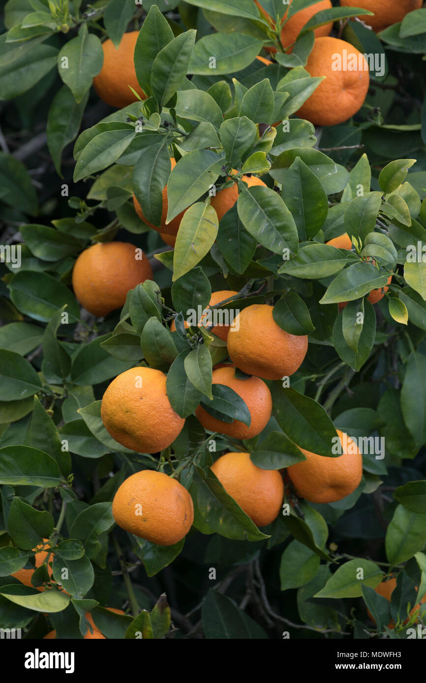 Oranges growing in abandoned orchard, Polis, Cyprus Stock Photo - Alamy