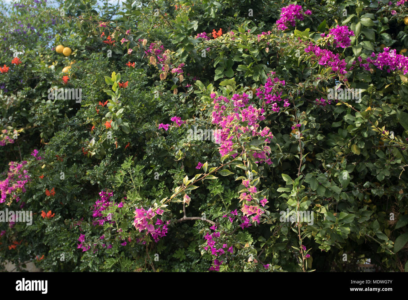 Abstract of wild flowers in the springtime near Polis in the Paphos ...