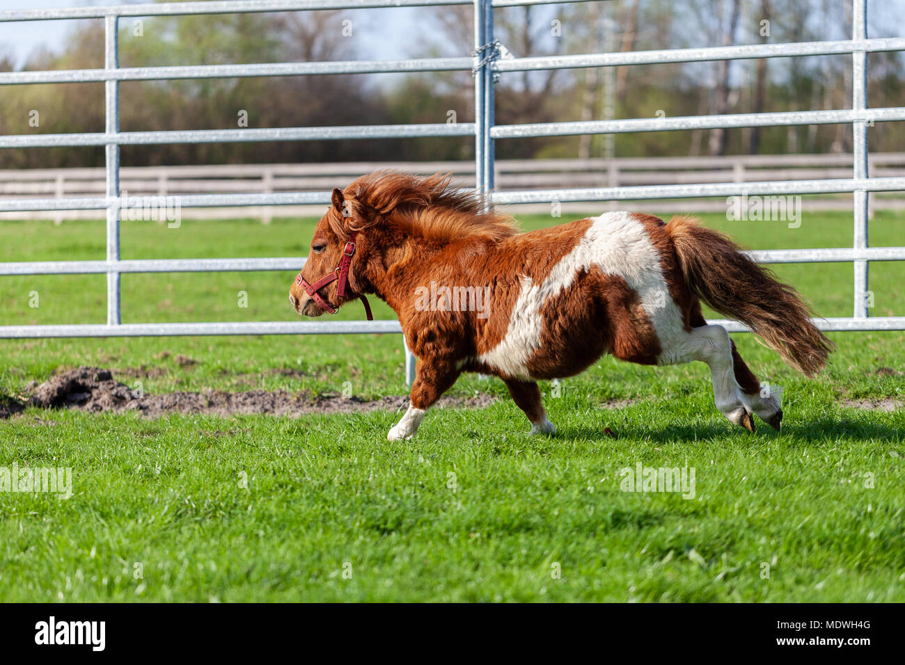 Mini Horses Running