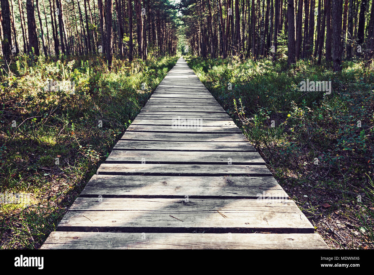Empty wooden pathway in the woods at summer day Stock Photo - Alamy