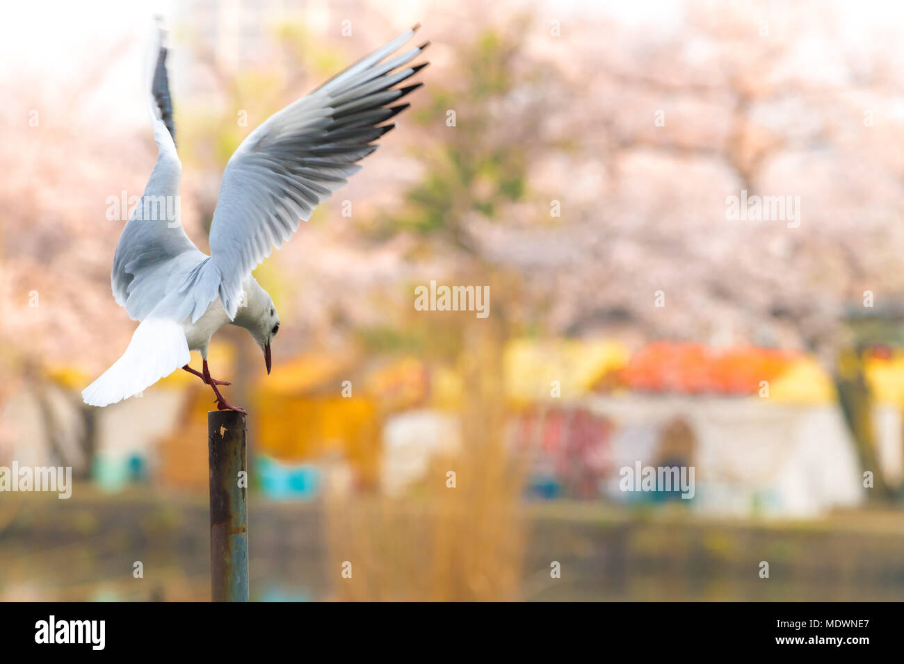 very beautiful seagull bird fly landing and japan sakura cherry blossom ...
