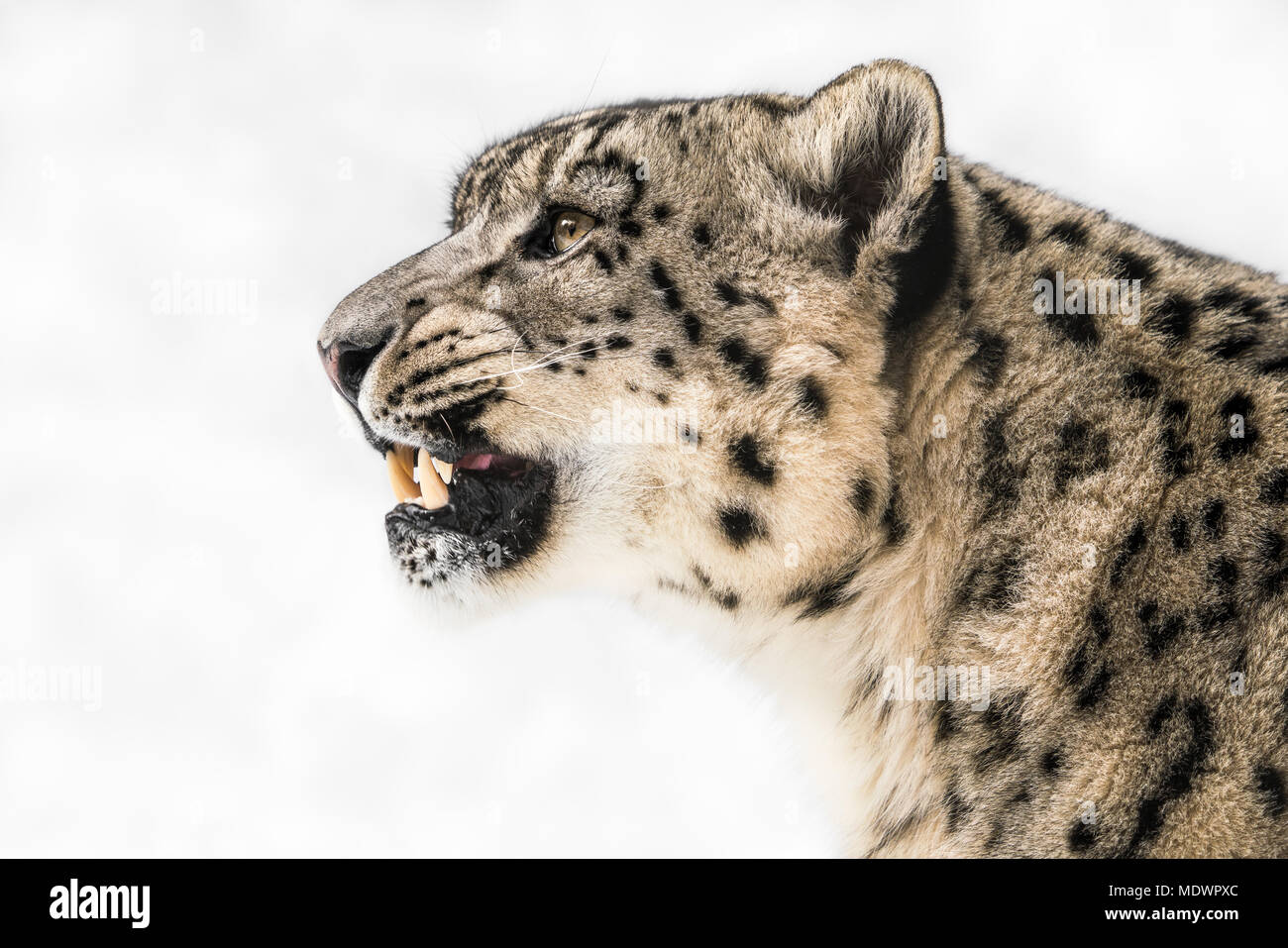 Snow Leopard Profile