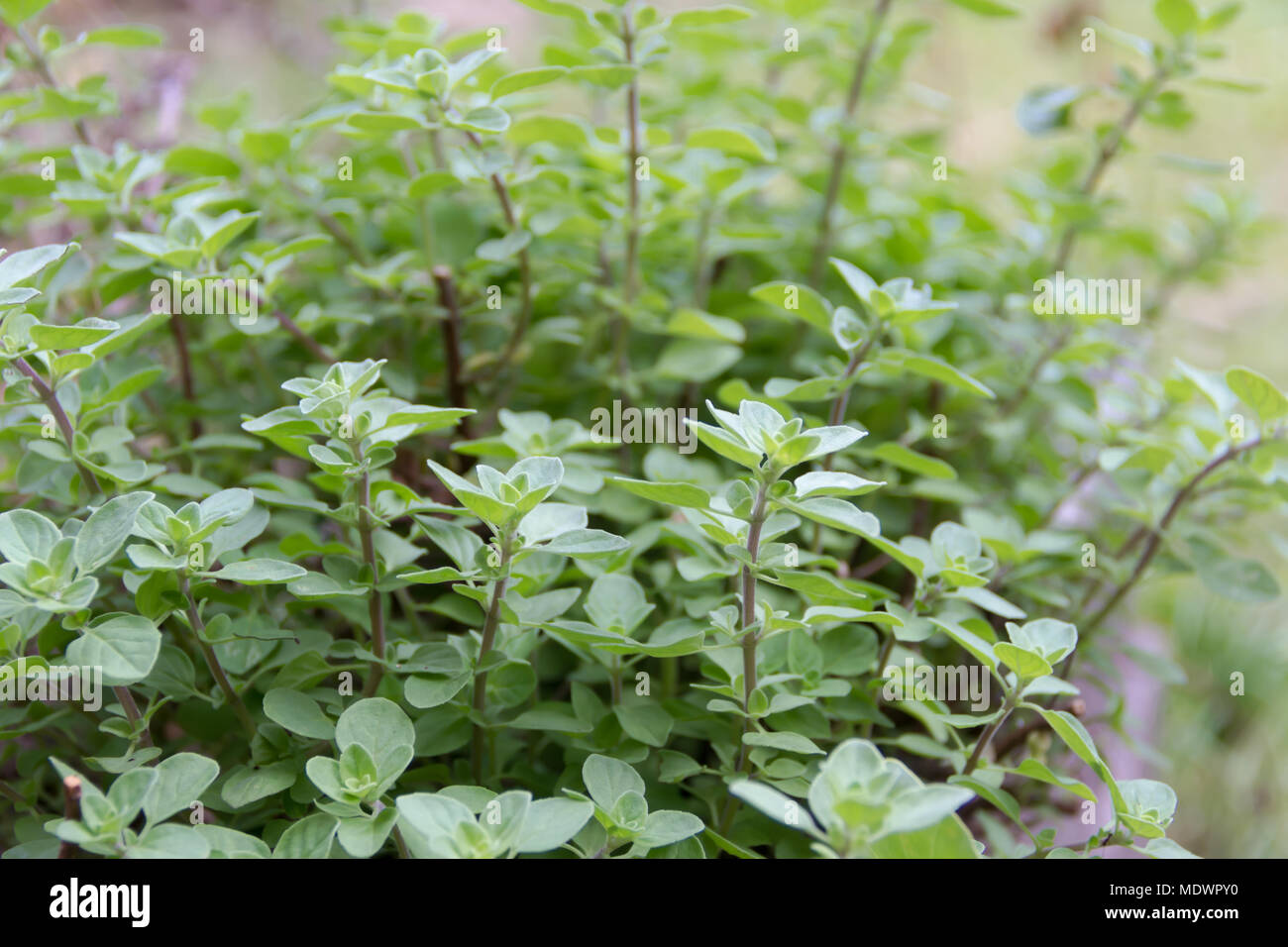 detail of oregano plants in the organic garden Stock Photo - Alamy