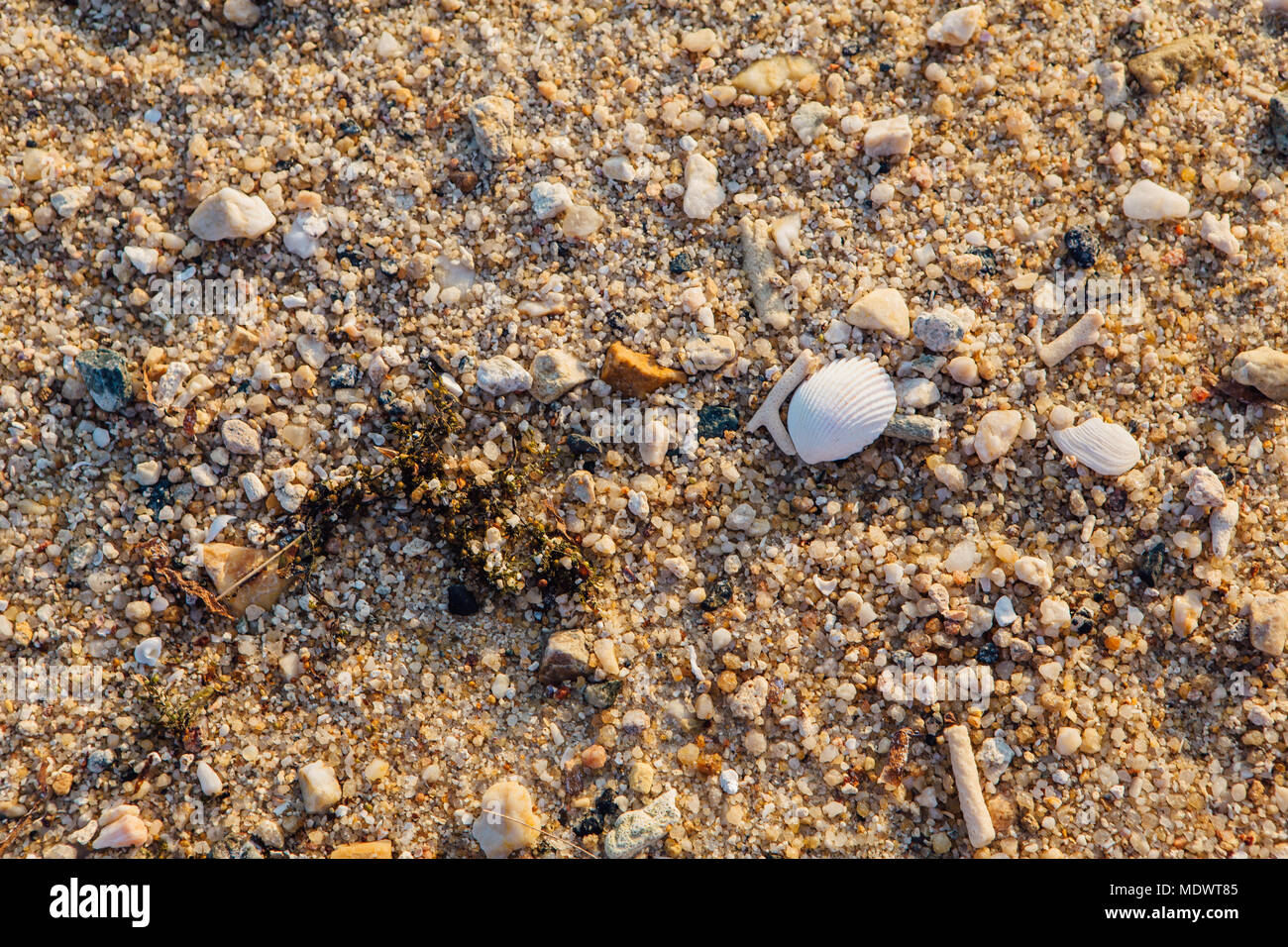 Sea sand texture made of shell and stone pieces Stock Photo - Alamy