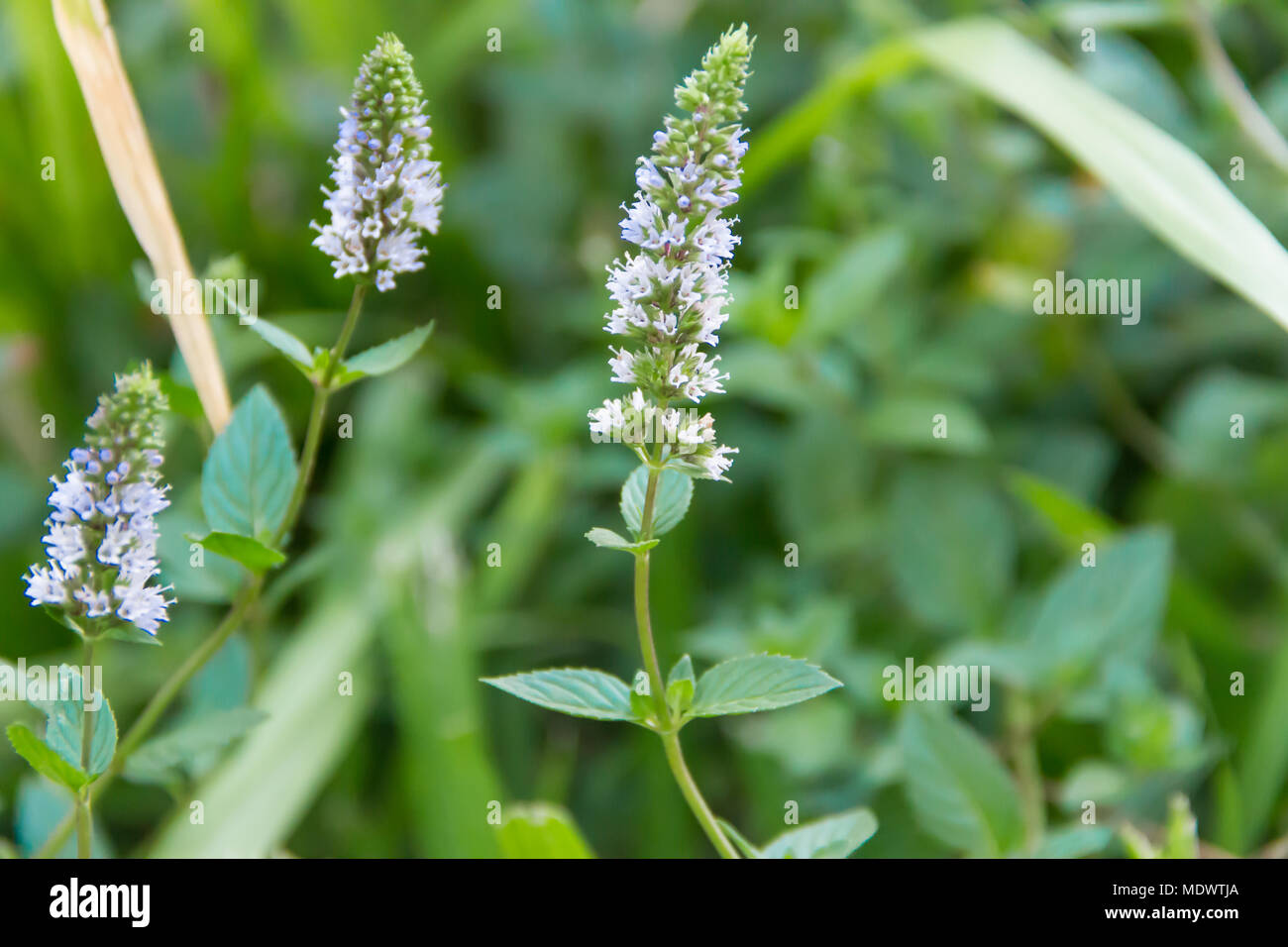 Lilac flower of mint plant in organic garden Stock Photo - Alamy