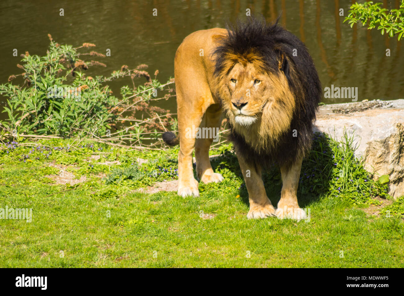 Beautiful lion in front of a pond in a wildlife park in the north west ...