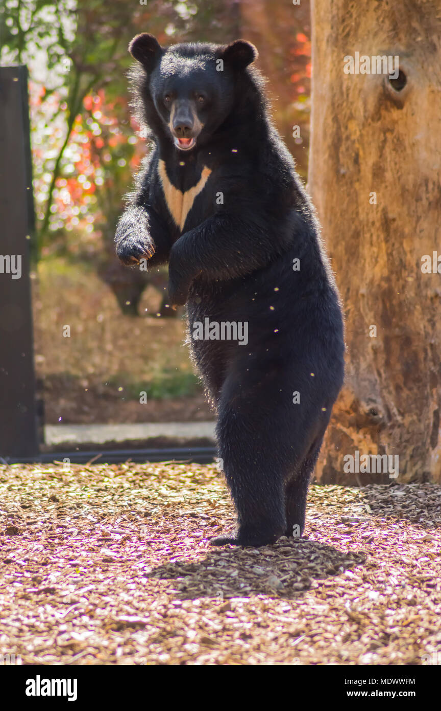 Bear standing on two legs hi-res stock photography and images - Alamy