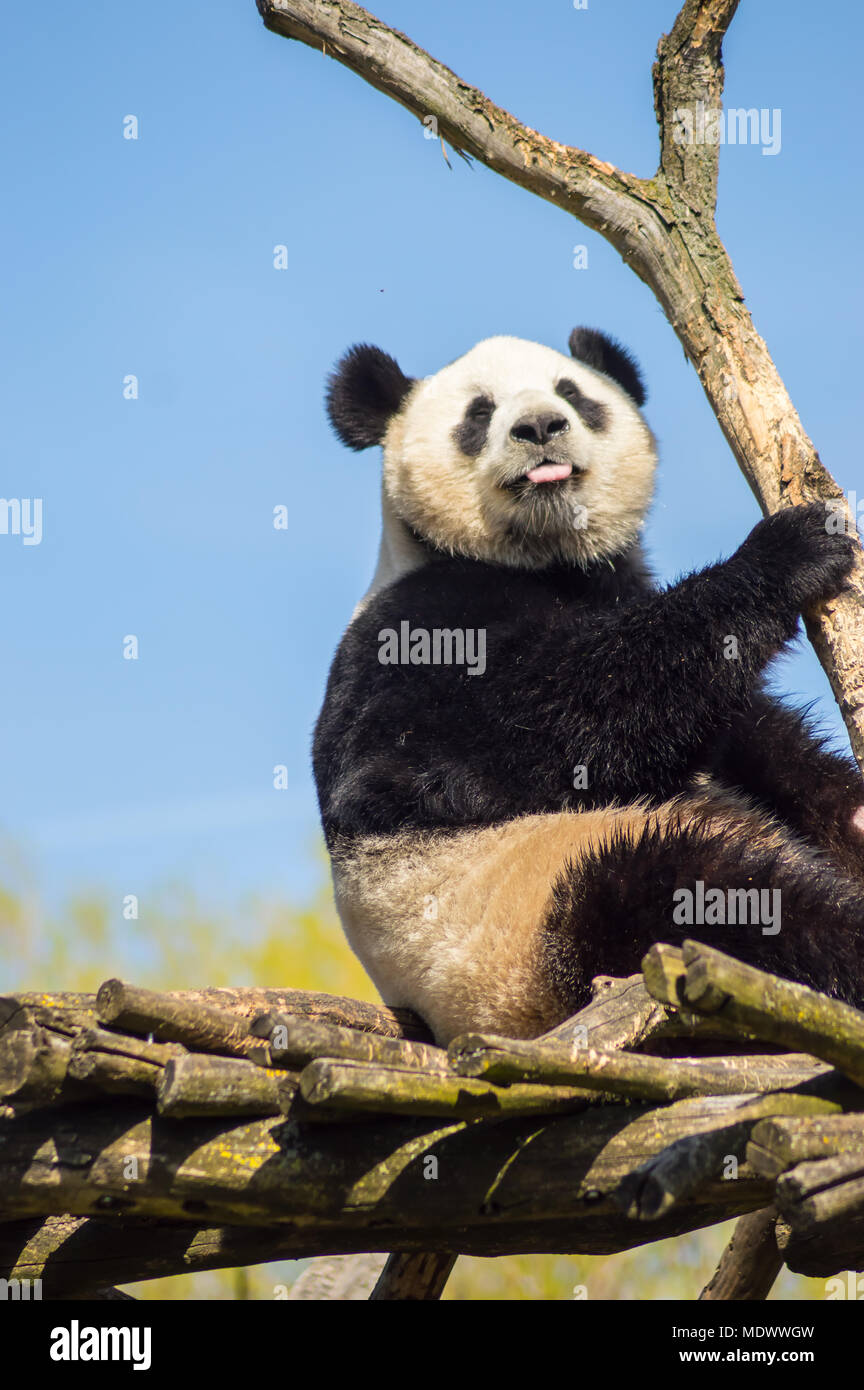 Giant panda sitting on a wooden platform in a wildlife park in the ...