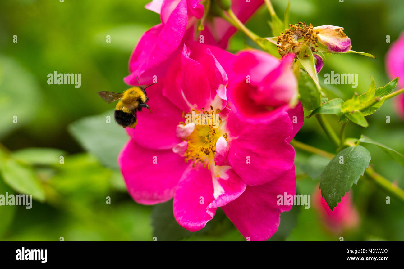 Bee on Approach to Rose Stock Photo - Alamy