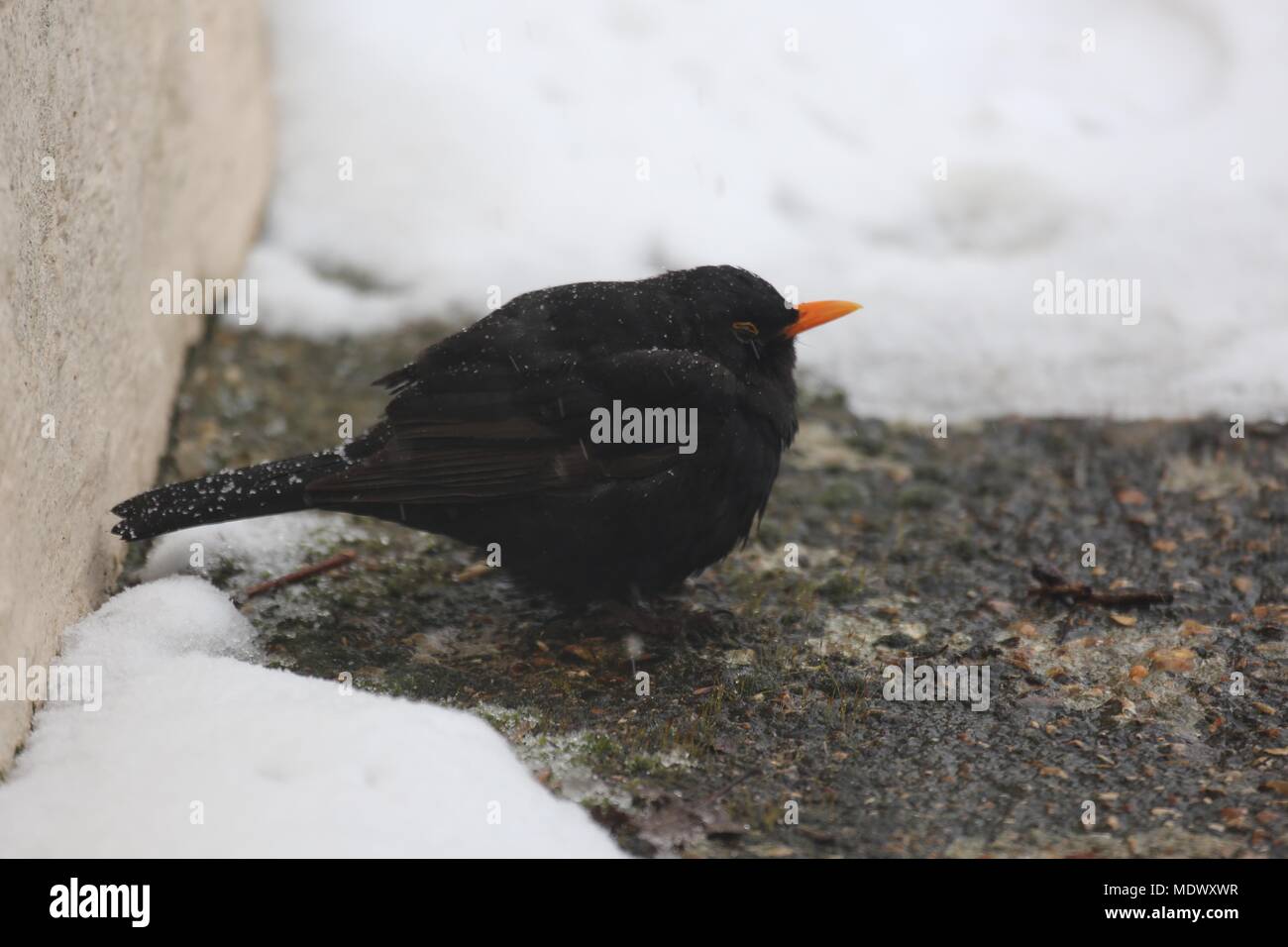 Bird sheltering from weather hi-res stock photography and images - Alamy