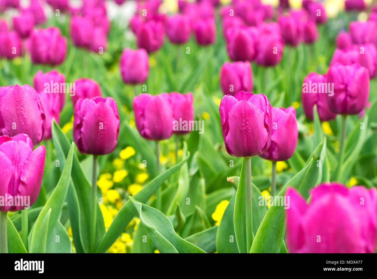 Time spring hi-res stock photography and images - Alamy