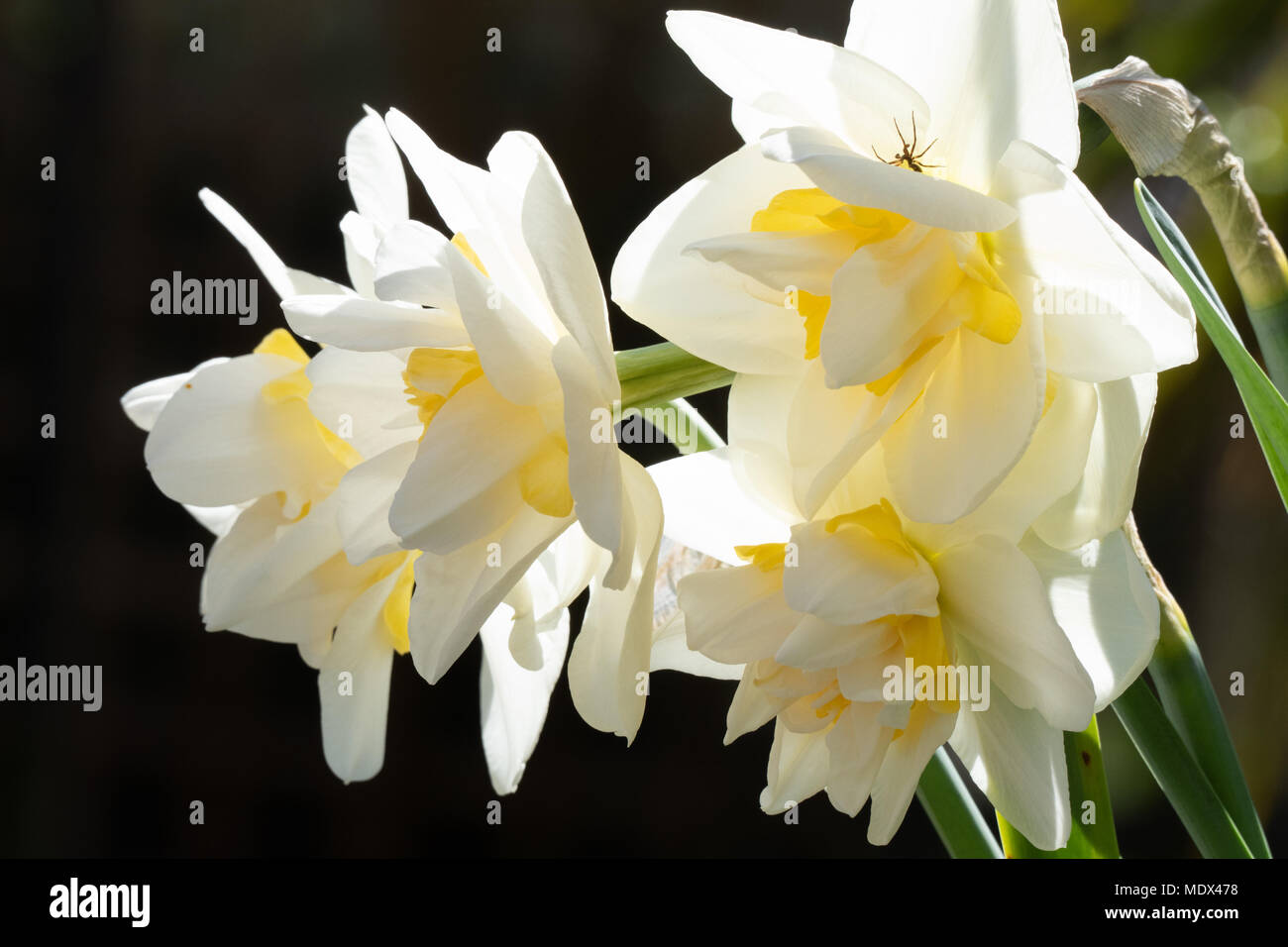 Daffodils in flower in an English garden in full early Summer sun Stock ...
