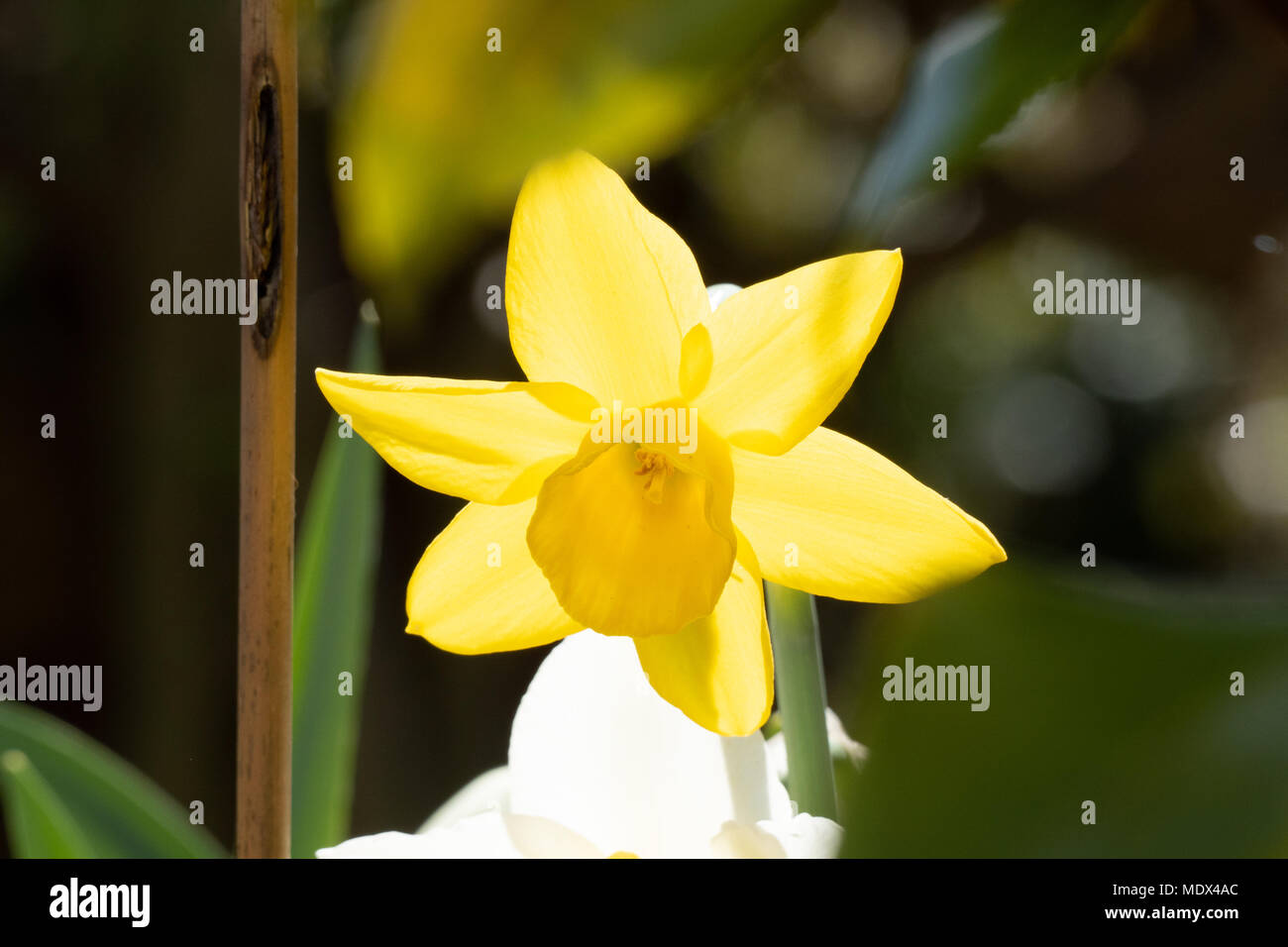 Daffodils in flower in an English garden in full early Summer sun Stock ...