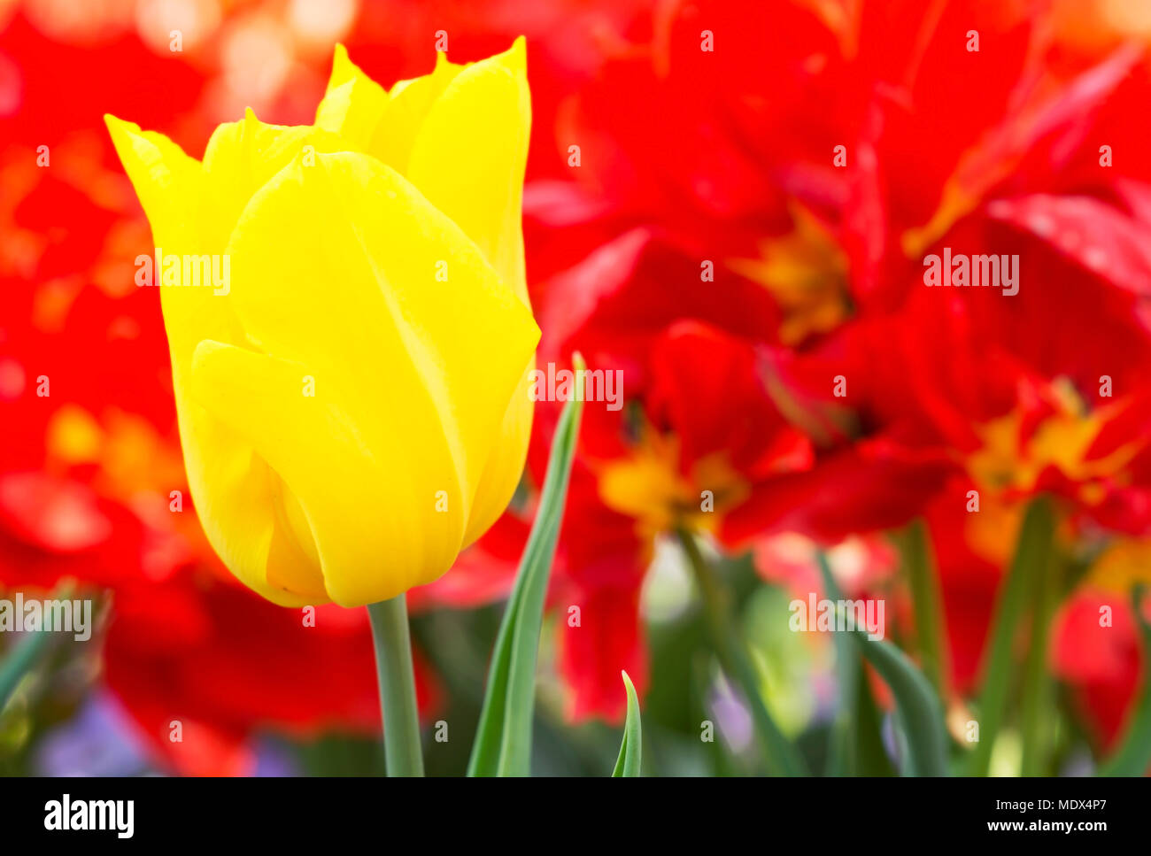 Detail yellow tulip in hi-res stock photography and images - Alamy