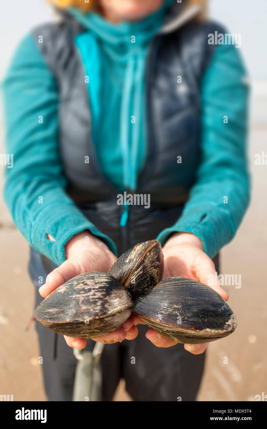 Ocean quahog clams (arctica islandica) hi-res stock photography and ...