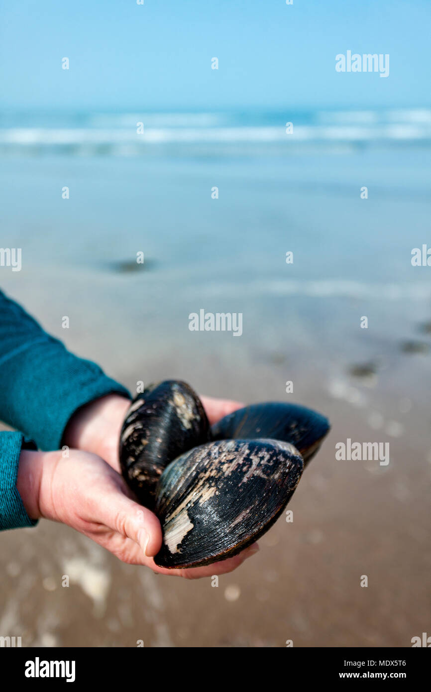 Clam harvesting hi-res stock photography and images - Alamy