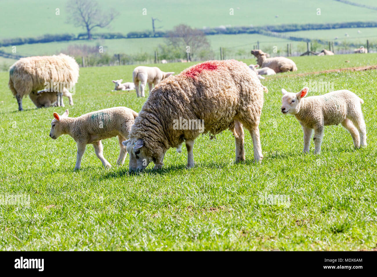 Weedon, Northamptonshire. U.K. April 20th 2018. Weather. Sheep and ...