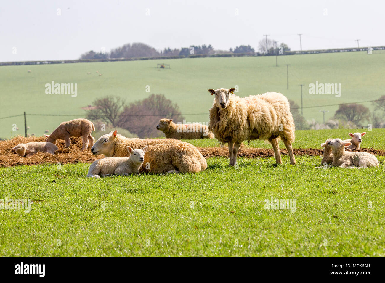 Weedon, Northamptonshire. U.K. April 20th 2018. Weather. Sheep and ...