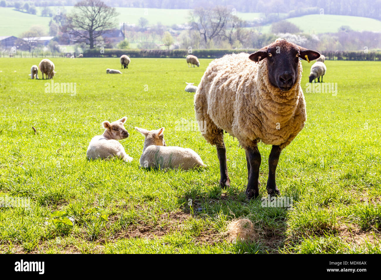 Weedon northamptonshire hi-res stock photography and images - Alamy