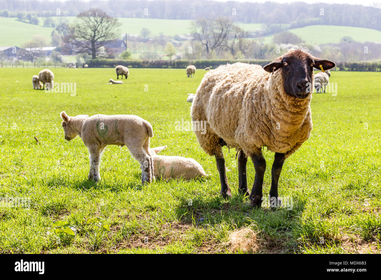 Weather sheep hi-res stock photography and images - Alamy