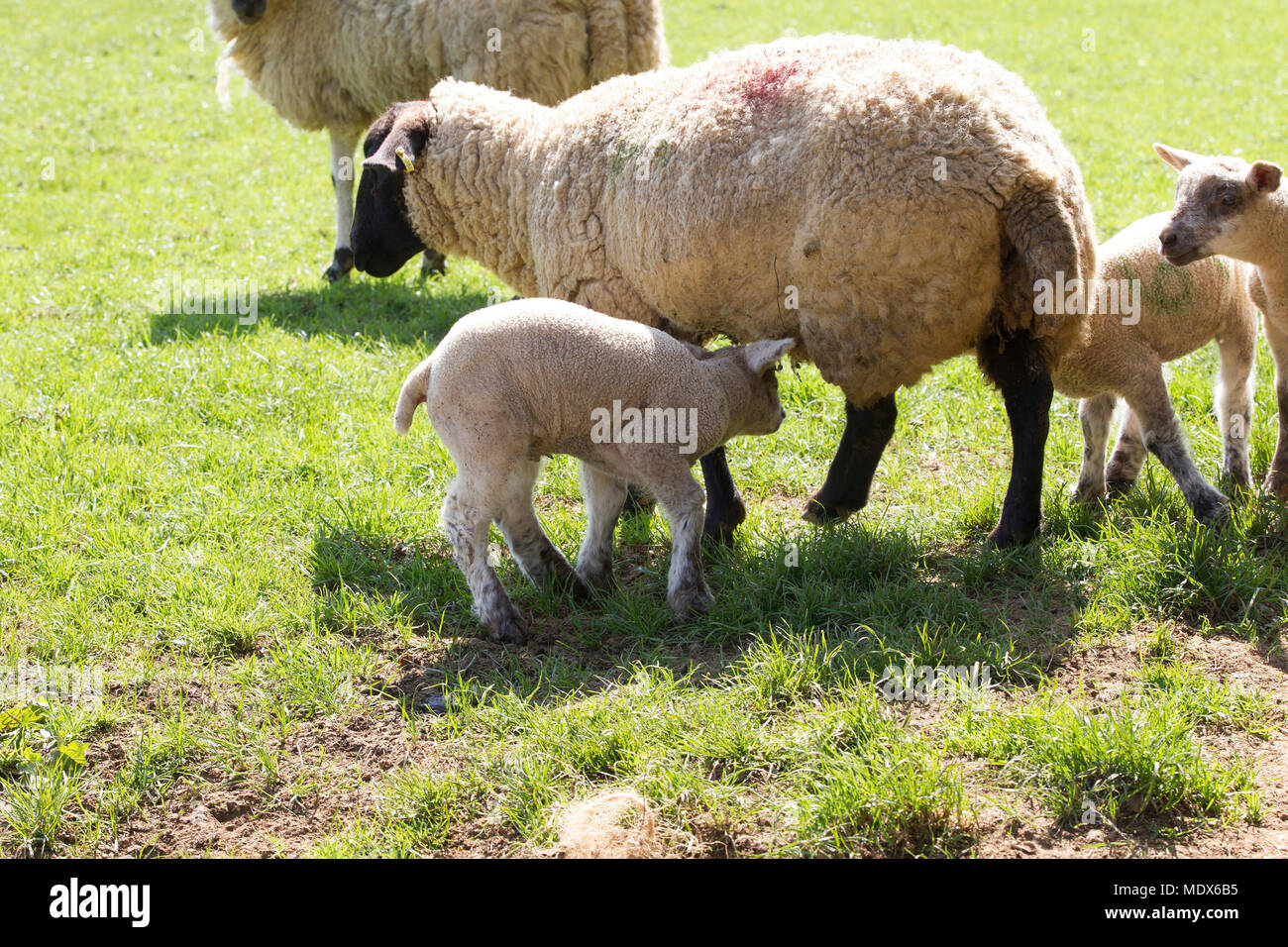 Weedon, Northamptonshire. U.K. April 20th 2018. Weather. Sheep and ...