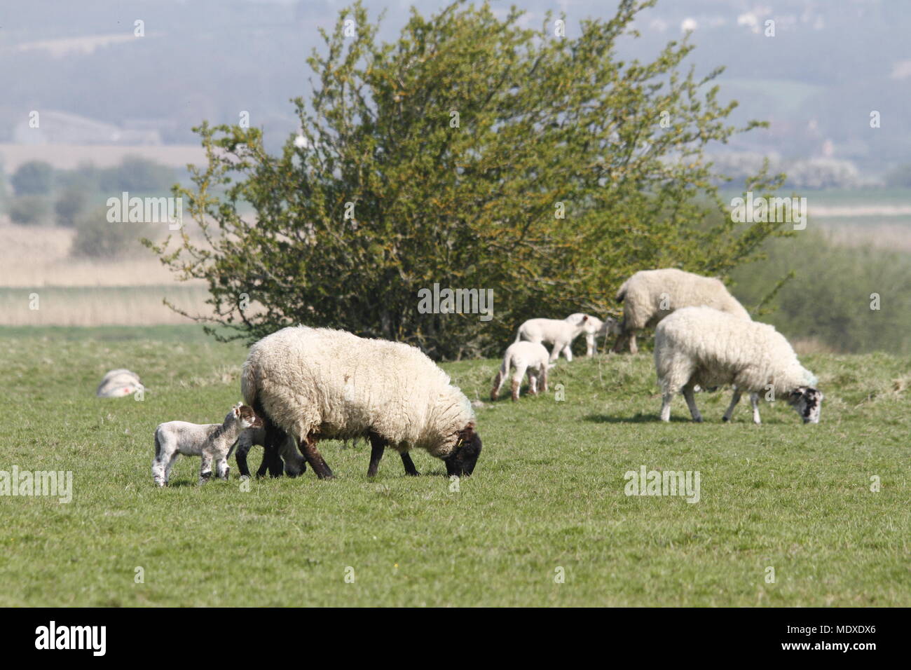 East Sussex, UK. 21st April, 2018. UK weather. Sheep & their lambs ...