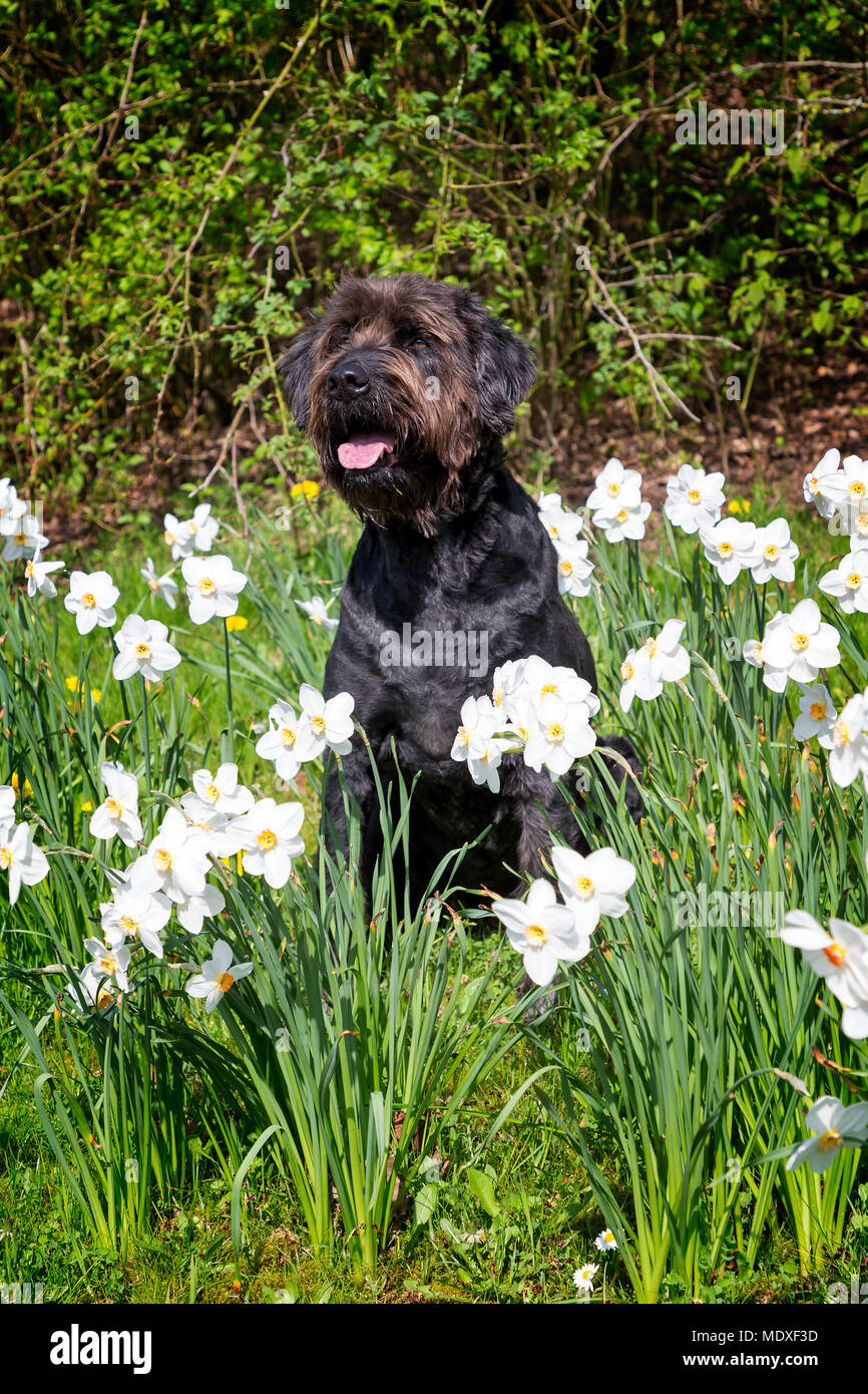 Warrington, UK. 21st April 2018. Walking the dog in the glorious sun at ...