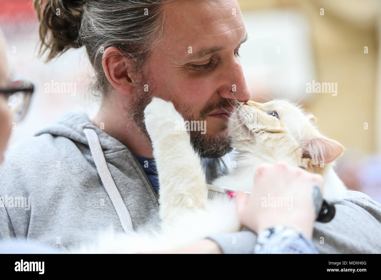 A man holding his pet ragdoll cat UK Stock Photo - Alamy
