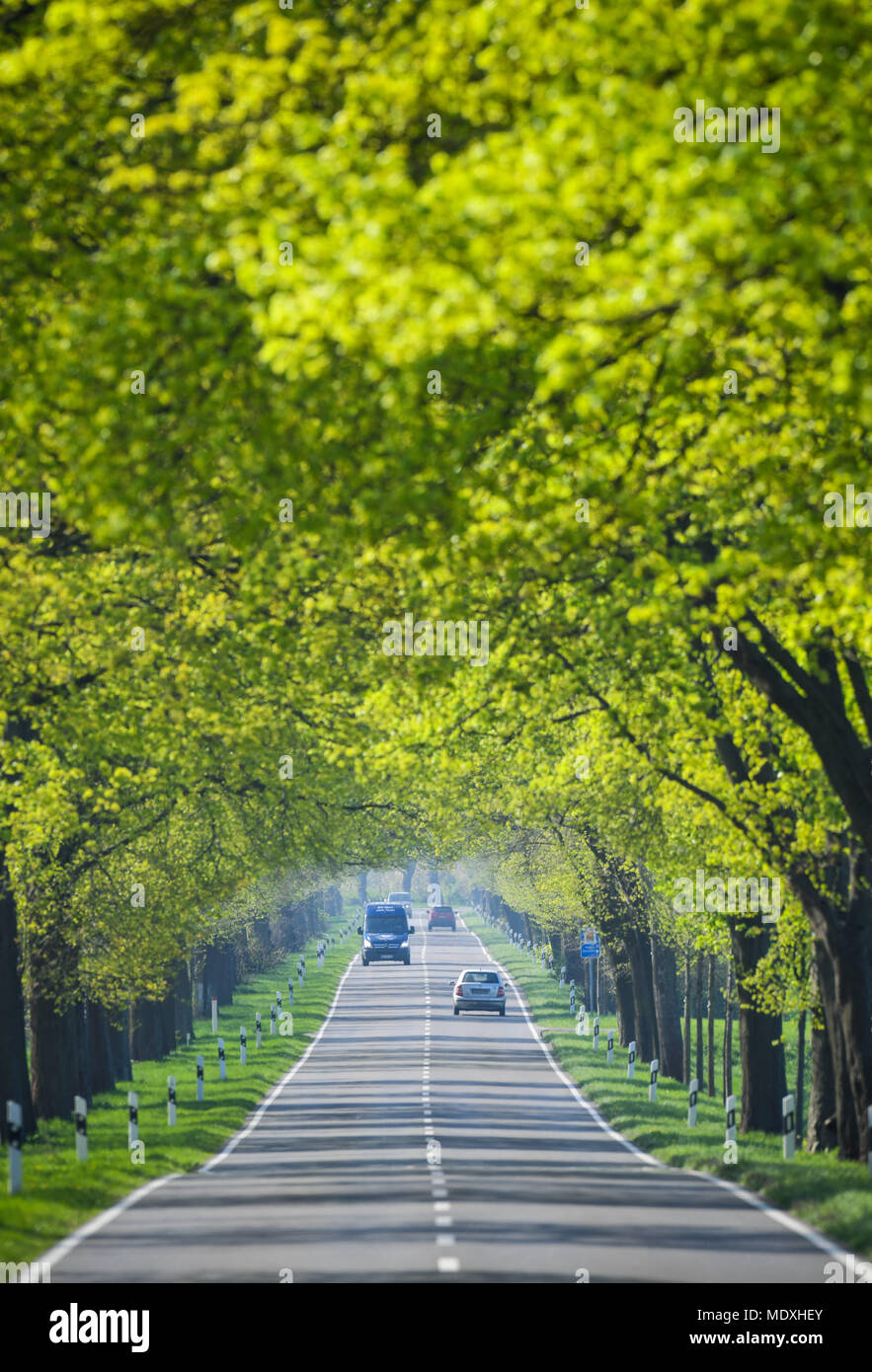 Trampe, Germany. 21st April, 2018. Long rows of trees provide a green ...