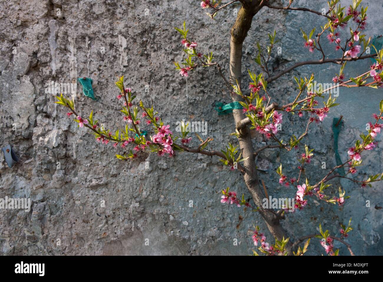 Fruit espalier peach hi-res stock photography and images - Alamy