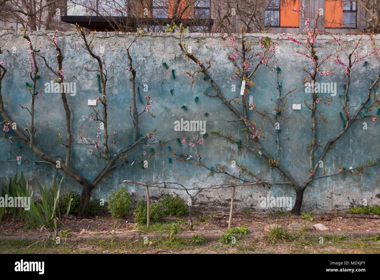 Fruit espalier peach hi-res stock photography and images - Alamy