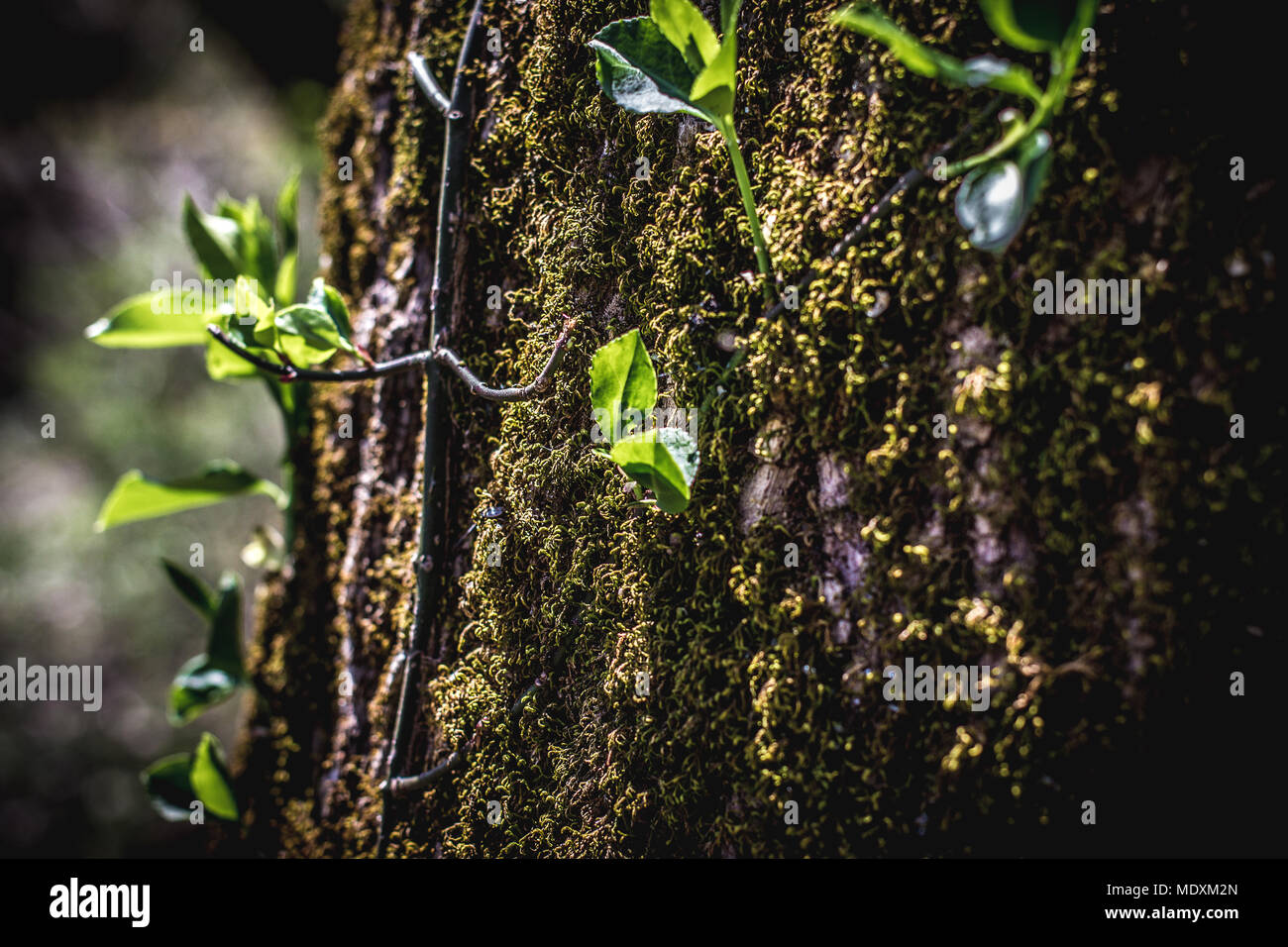 spring day nice blue sky Stock Photo - Alamy