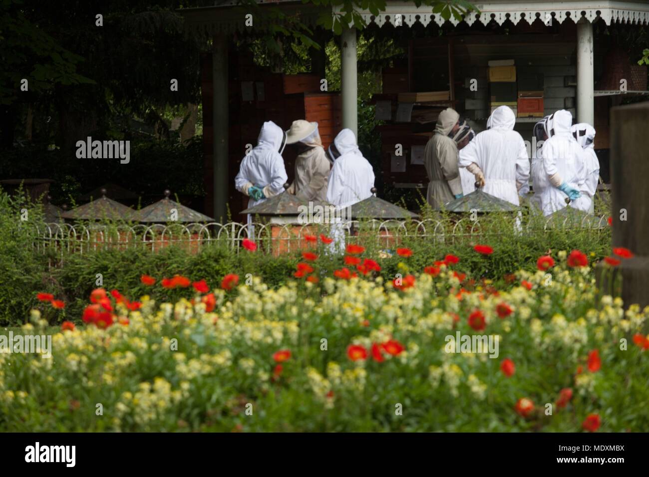 Paris, Jardin du Luxembourg, apiary and beekeepers Stock Photo - Alamy