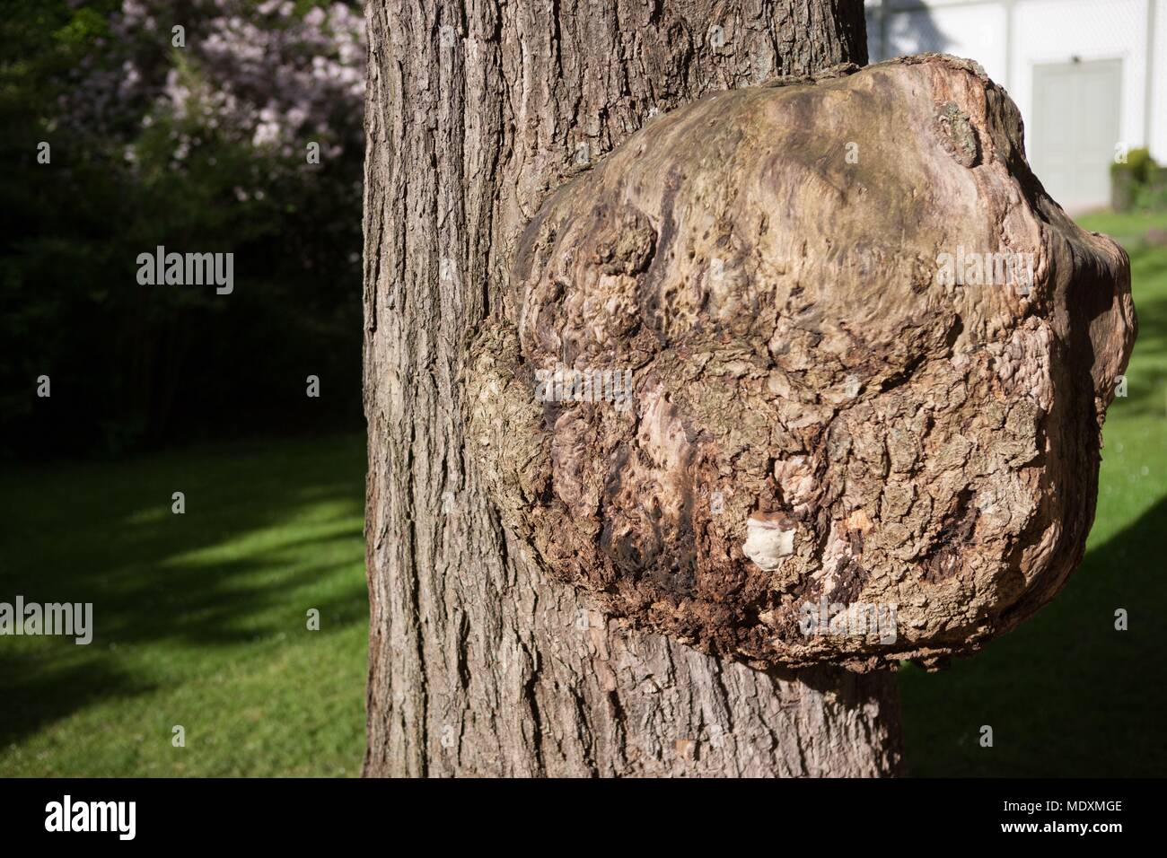 Paris, Jardin du Luxembourg, plane tree curl Stock Photo - Alamy
