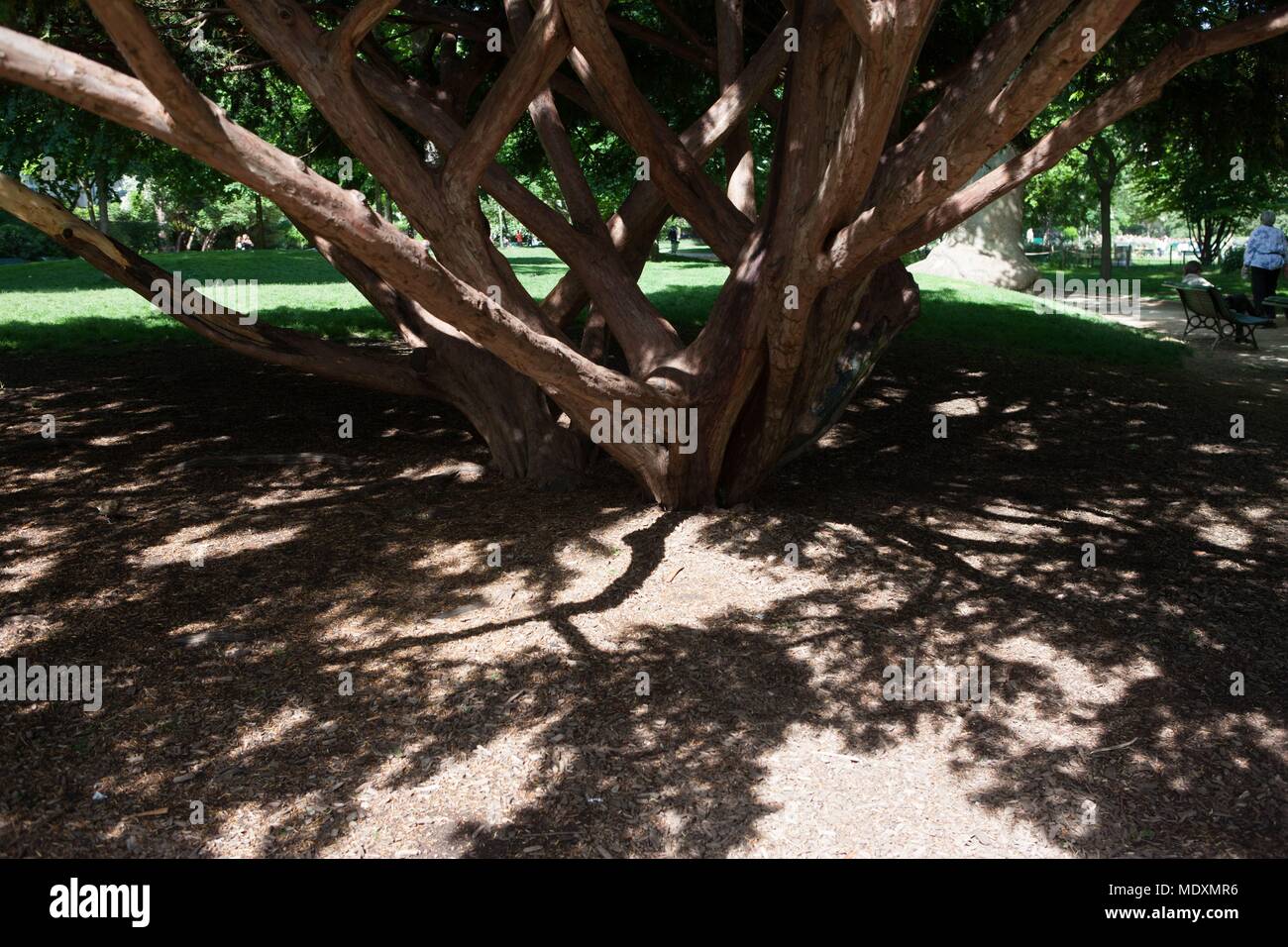 Paris, Parc Monceau, Platanus orientalis, special tree Stock Photo - Alamy